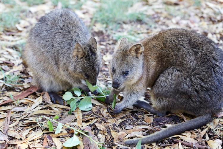 Bunbury Wildlife Park | Animal Encounters & Exhibits